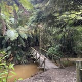 Riverhead Forest Loop Track, Auckland, New Zealand - 65 Reviews, Map ...