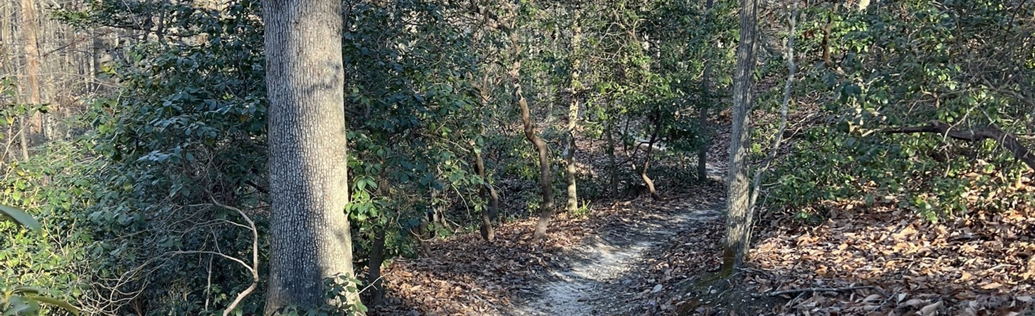 Cosca Yellow Loop, Maryland - 158 Reviews, Map | AllTrails