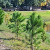 Faulkey Gully Hike and Bike Trail, Texas - 234 Reviews, Map | AllTrails