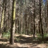 Bottle Lake Forest Blue Track, Canterbury, New Zealand - 238 Reviews ...