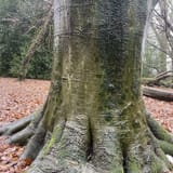 Banstead Woods Nature Circular, Surrey, England - 661 Reviews, Map ...
