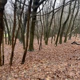 Banstead Woods Nature Circular, Surrey, England - 661 Reviews, Map ...