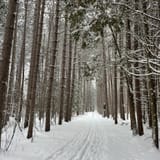 Pinhey Forest 31 Trail, Ontario, Canada - 594 Reviews, Map | AllTrails