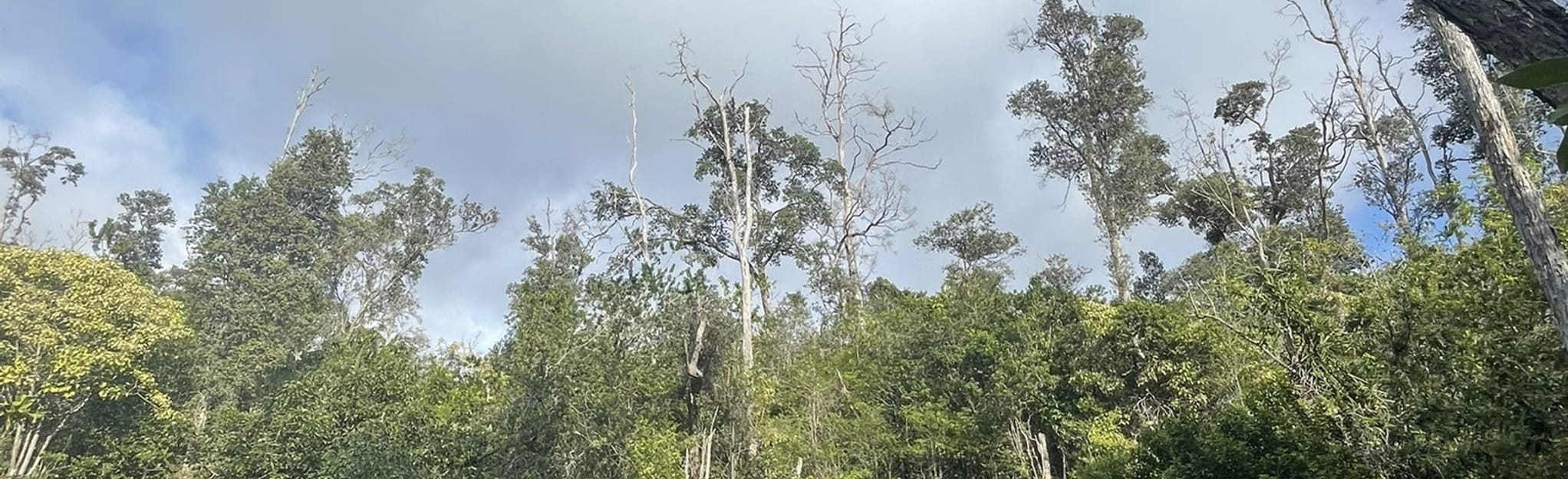 Manuka Nature Trail: 54 foto's - Hawaï, Hawaii | AllTrails