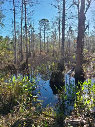 Best Hikes and Trails in Tiger Bay State Forest | AllTrails