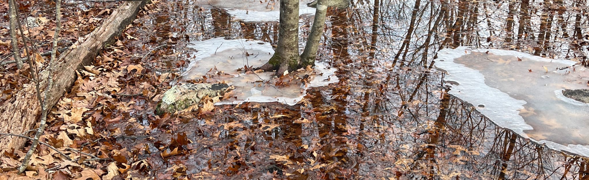 AllTrails | Snake Den Lower Loop: 281 Reviews, Map - Rhode Island