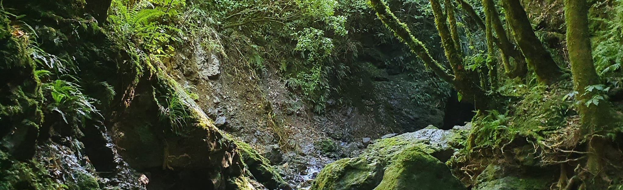 Dry Creek Waterfall Track: 68 foto - Wellington, Nuova Zelanda | AllTrails