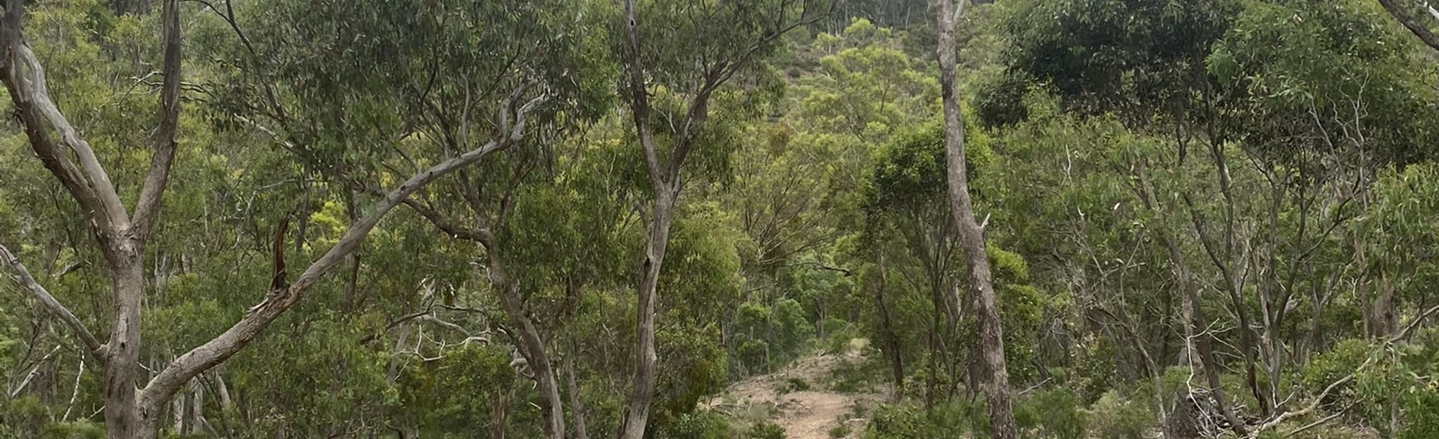 Steep and Long Point Track: 58 Reviews, Map - Victoria, Australia ...