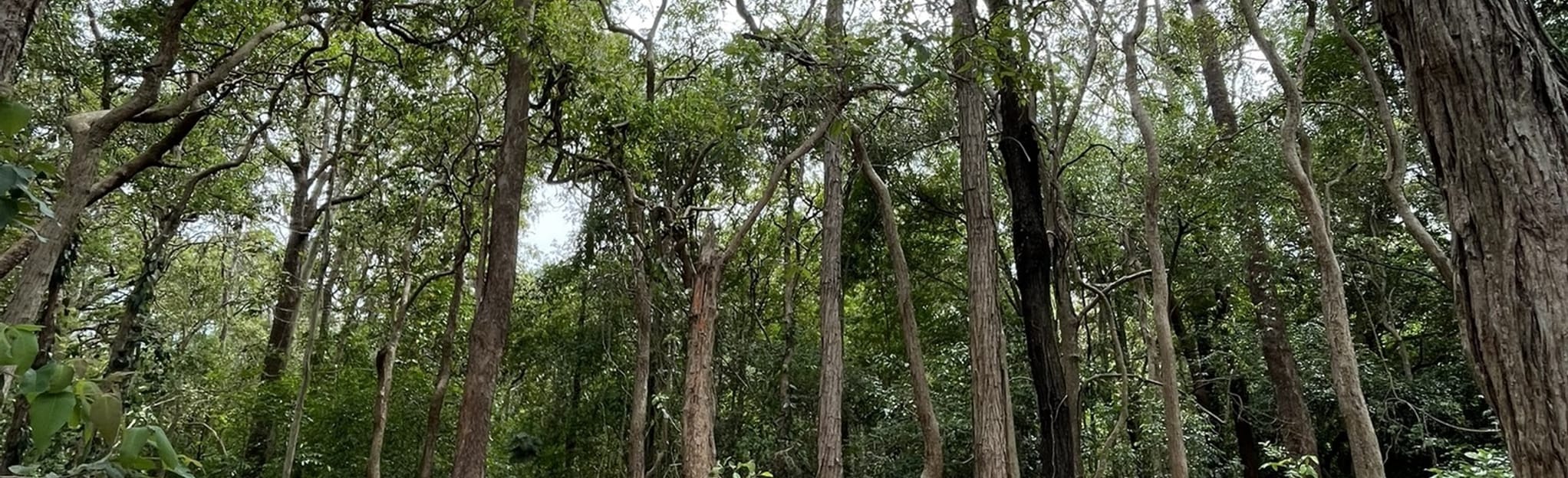 Dawn Road Reserve, Queensland, Australia - 28 Reviews, Map | AllTrails