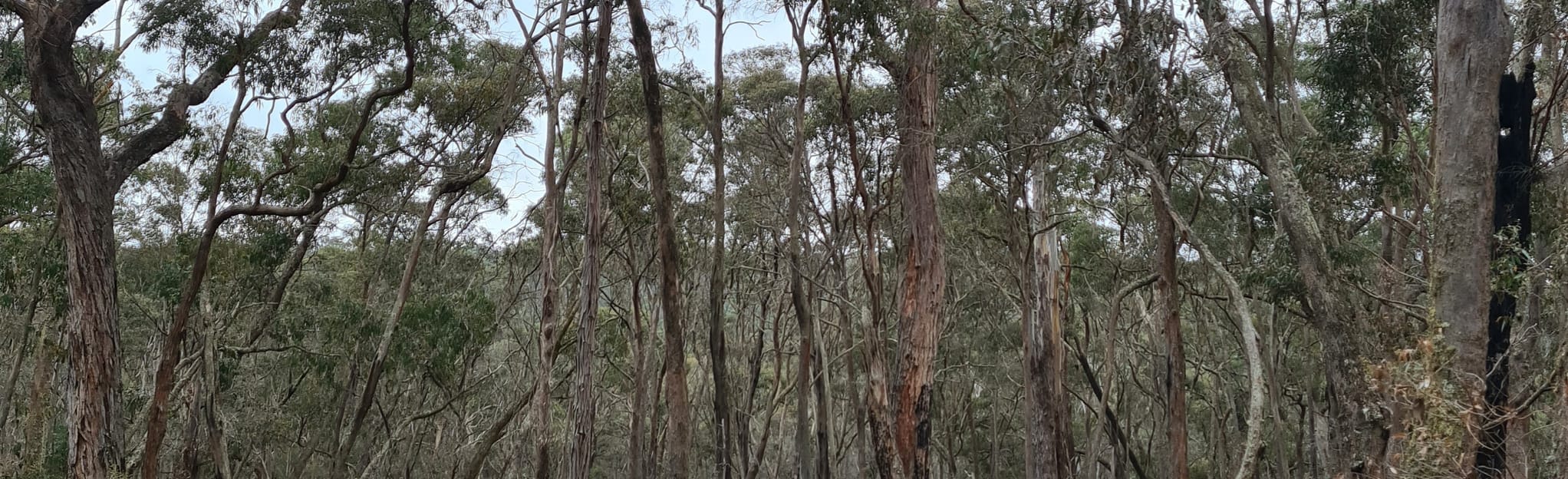 Blue Gum, Watties and Possum Track Loop: 37 fotos - Victoria, Australia | AllTrails