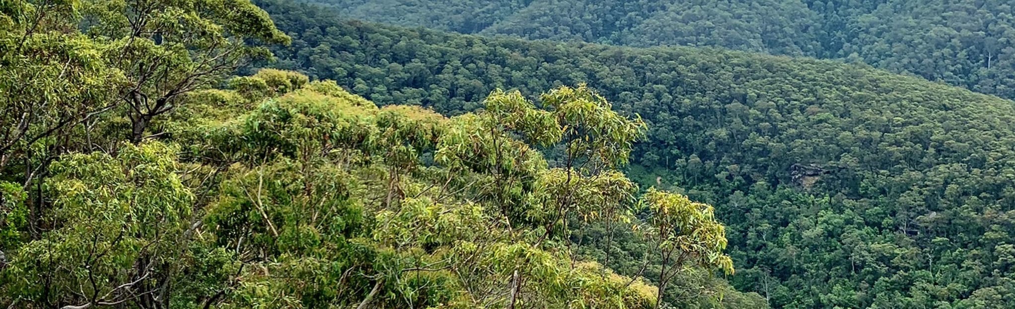 Blue Gum Swamp and Shaws Ridge Trail Loop: 330 Reviews, Map - New South ...