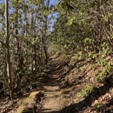 Sutton Ridge Overlook Trail, Tennessee - 495 Reviews, Map | AllTrails