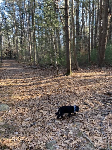 Best Hikes and Trails in Wheelwright Park | AllTrails