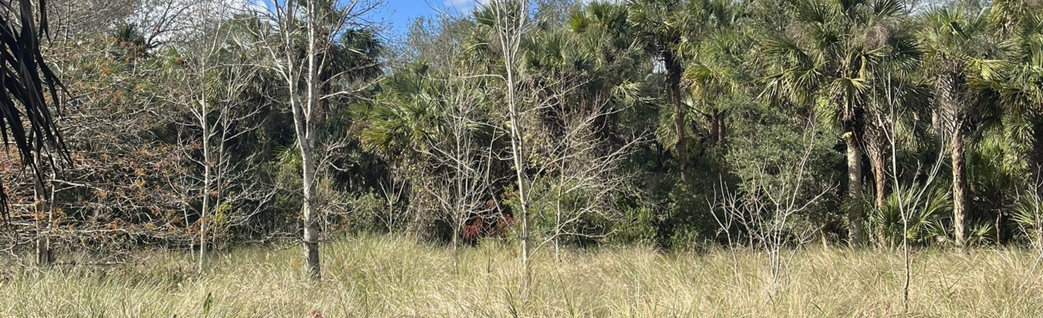 Tosohatchee WMA White Loop, Florida - 66 Reviews, Map | AllTrails