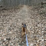 Upper Guild Trail, Tennessee - 481 Reviews, Map | AllTrails