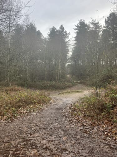 Best Hikes and Trails in Clipstone Forest | AllTrails