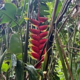 Mount Marau, Tahiti, French Polynesia - 149 Reviews, Map | AllTrails