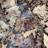 Mooween State Park Loop , Connecticut - 387 Reviews, Map | AllTrails