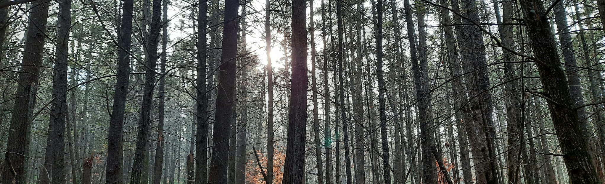 Pachaug Trail, Connecticut - 209 Reviews, Map | AllTrails