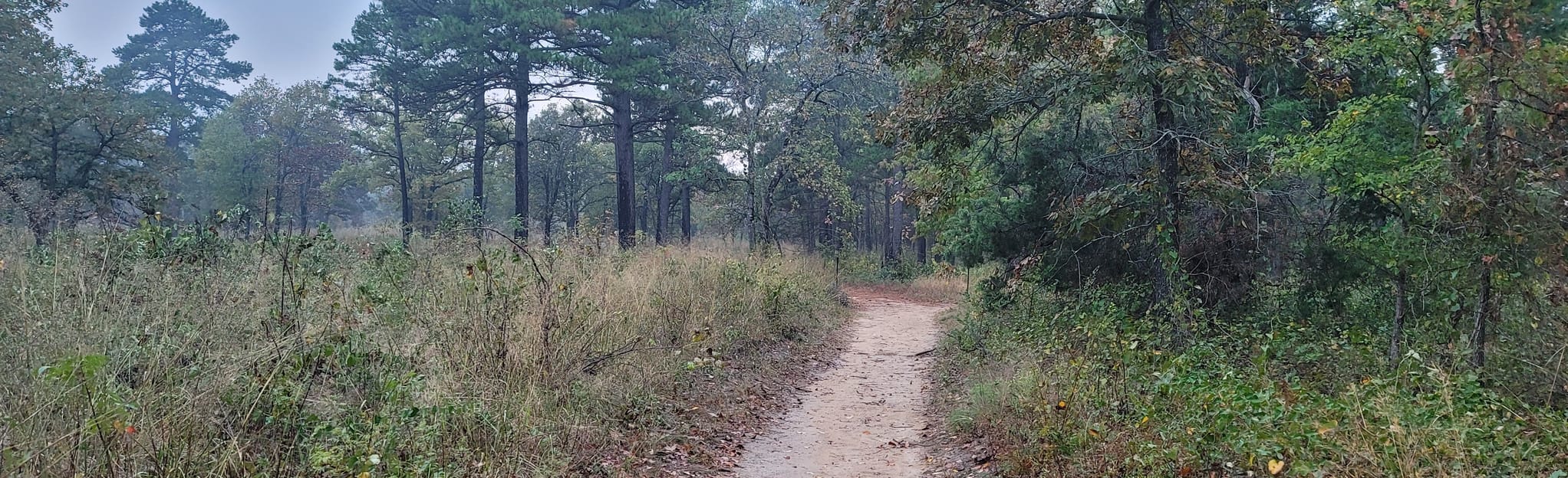 Tyler State Park: EZ Loop Trail, Texas - 91 Reviews, Map | AllTrails
