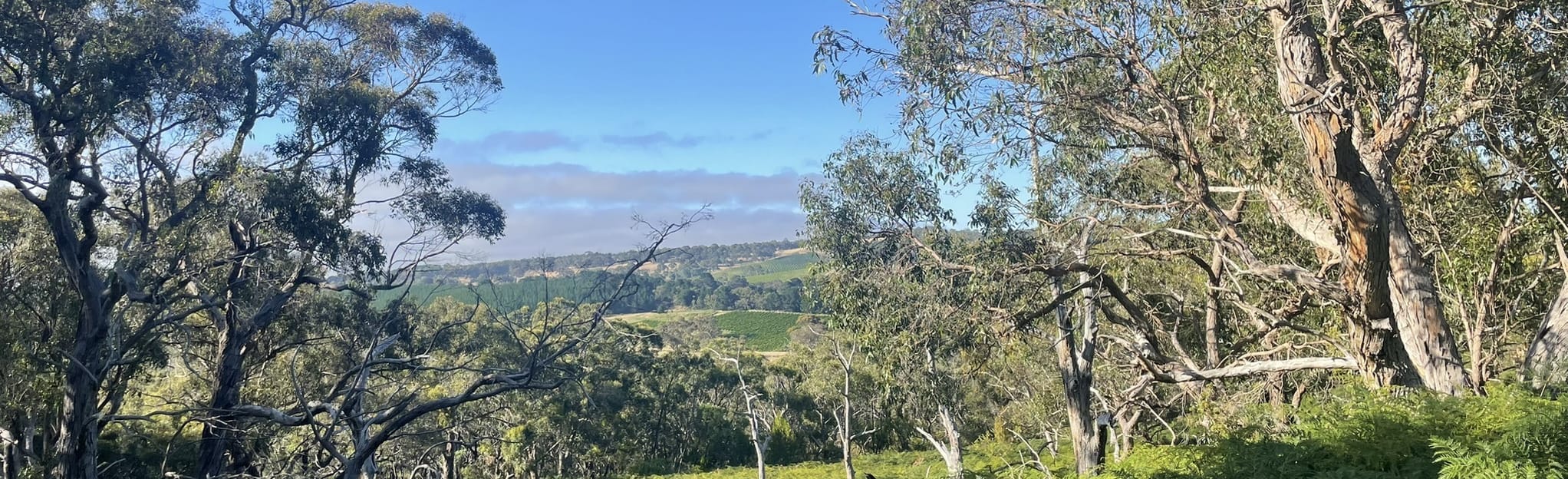 Willunga Basin Trail: Kangarilla to Wickham Hill Road, South Australia ...