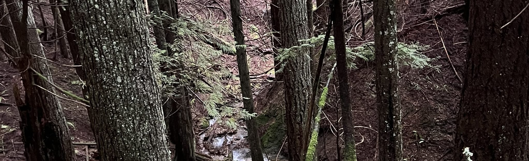 Lookout Mountain, Washington - 16 Reviews, Map | AllTrails