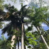 Magens Bay Beach Trail, Saint Thomas, US Virgin Islands - 307 Reviews ...