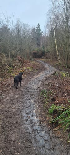 Best Hikes and Trails in Parkhurst Forest | AllTrails