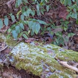 Upper Guild Trail, Tennessee - 470 Reviews, Map | AllTrails