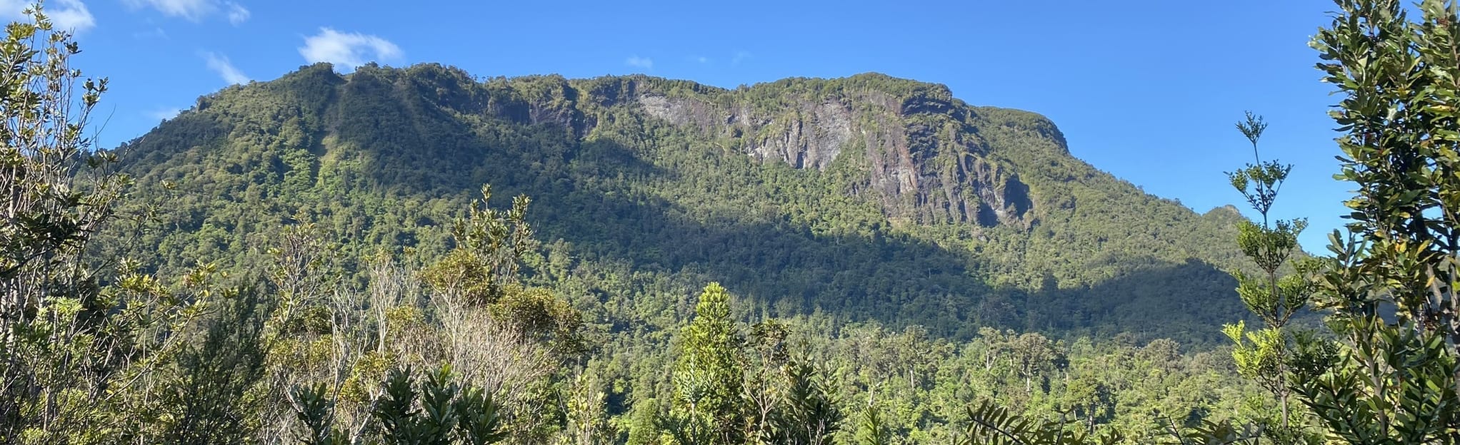 Cookson Kauri Walk: 22 Reviews, Map - Waikato, New Zealand | AllTrails