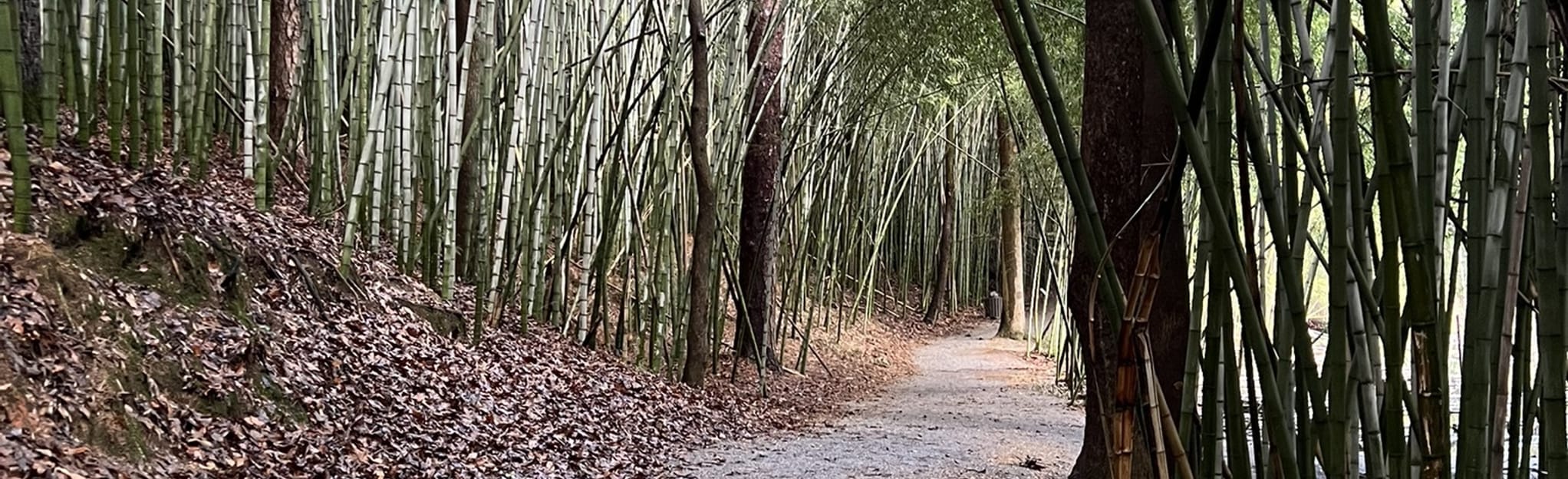 Wilderness Park Bamboo Loop, Alabama - 73 Reviews, Map | AllTrails