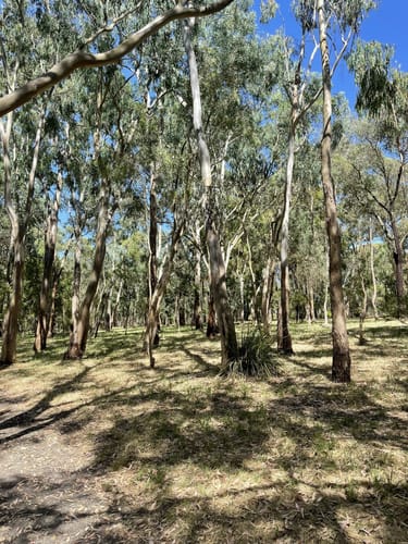 Best Hikes and Trails in Blackburn Lake Sanctuary | AllTrails