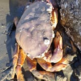 Damon Point State Park Trail, Washington - 476 Reviews, Map | AllTrails
