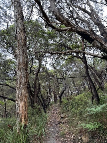 Best Hikes and Trails in Arakoon National Park | AllTrails