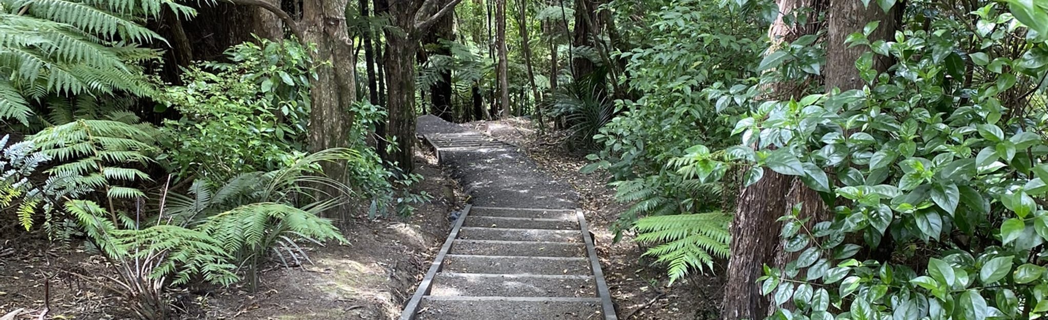 Point View Loop Path, Auckland, New Zealand - 31 Reviews, Map | AllTrails