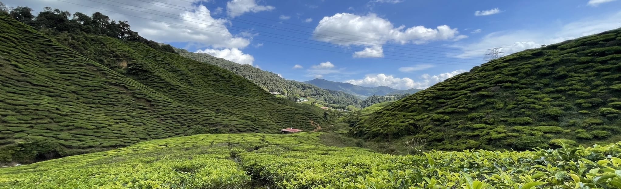 Mount Jasar - Cameron Tea House Loop, Pahang, Malaysia - 115 Reviews ...