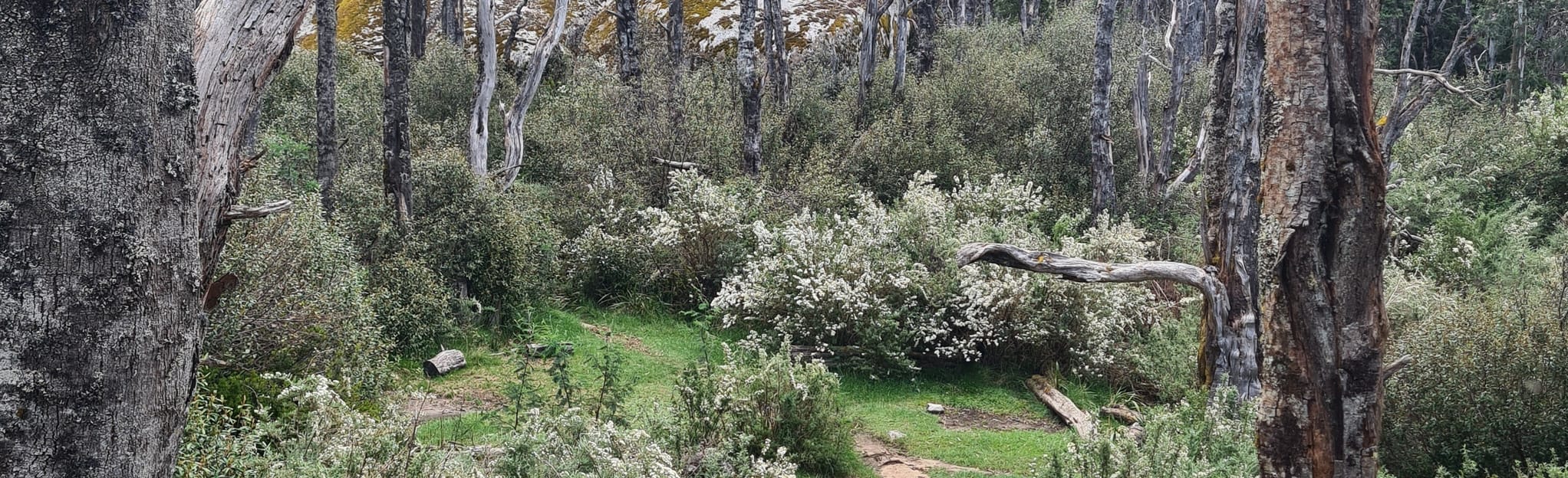 Mount Erica and Mushroom Rocks via Australian Alps Walking Track ...