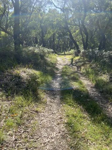 2023 Best Trails, Walks, and Paths in The Gurdies | AllTrails