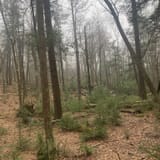 Pine Swamp Loop, New York - 1,050 Reviews, Map | AllTrails