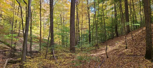 10 Best Hikes and Trails in Yellowwood State Forest | AllTrails