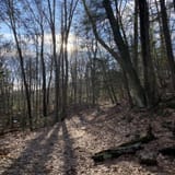 Pine Swamp Loop, New York - 1,050 Reviews, Map | AllTrails