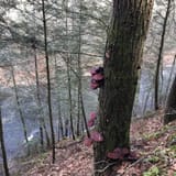 Bee Brook Loop, Connecticut - 971 Reviews, Map | AllTrails