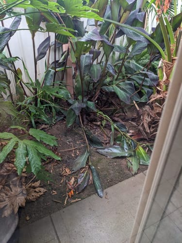 2023 Best Walking Trails in Cordalba State Forest | AllTrails