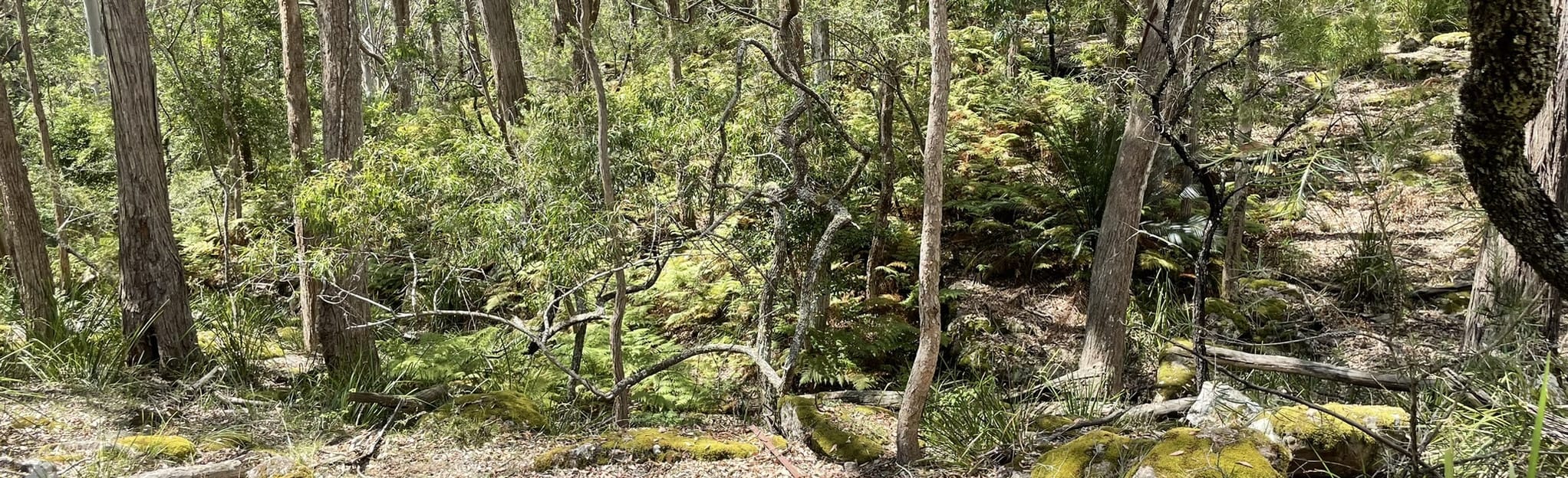 Hampden Bridge Bush Loop: 24 Reviews, Map - New South Wales, Australia ...