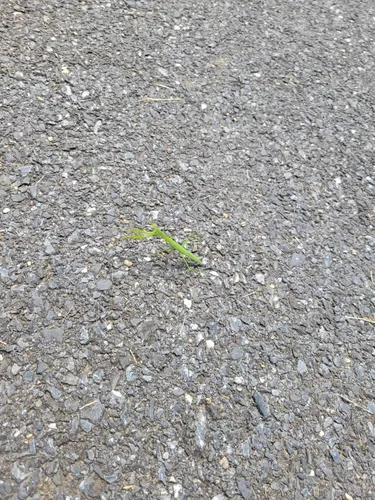 Best Hikes and Trails in Henson Creek Park | AllTrails