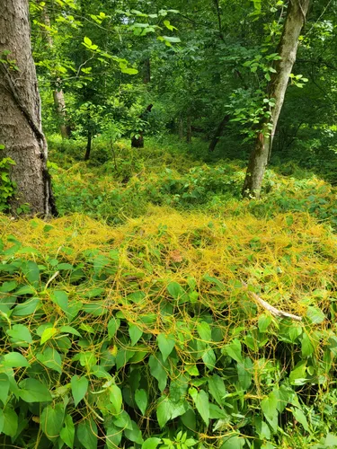 Best Hikes and Trails in Henson Creek Park | AllTrails