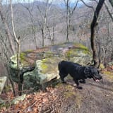 Devils Knob Loop, Arkansas - 222 Reviews, Map | AllTrails