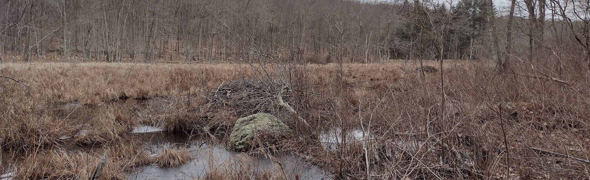 Chestnut Hollow Nature Preserve Trail, Connecticut - 42 Reviews, Map ...