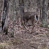 Hickory Ridge Outer Trail, Tennessee - 381 Reviews, Map | AllTrails