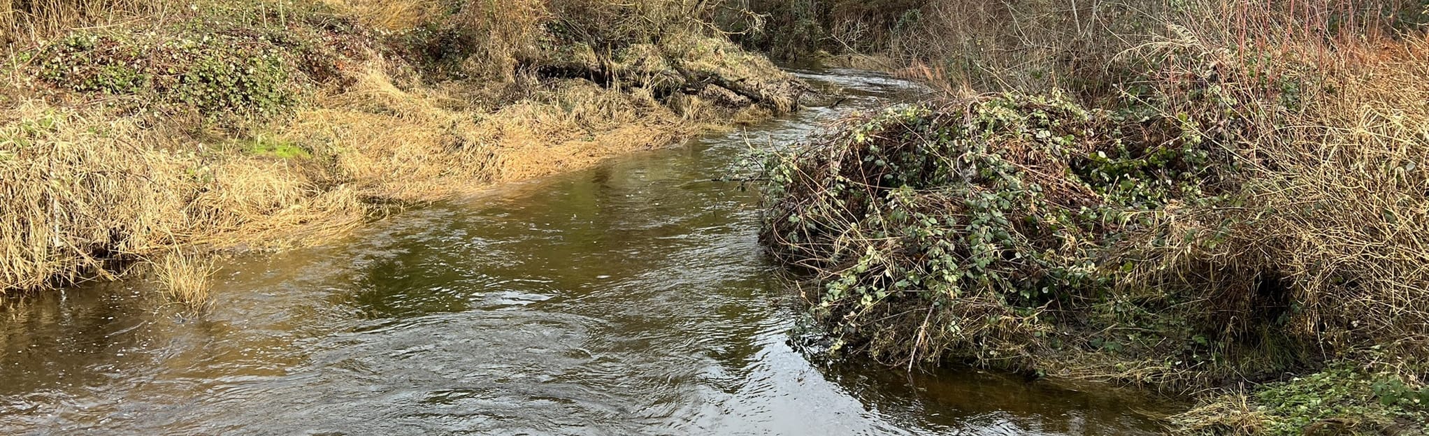 PSE Powerline Trail, Washington - 329 Reviews, Map | AllTrails